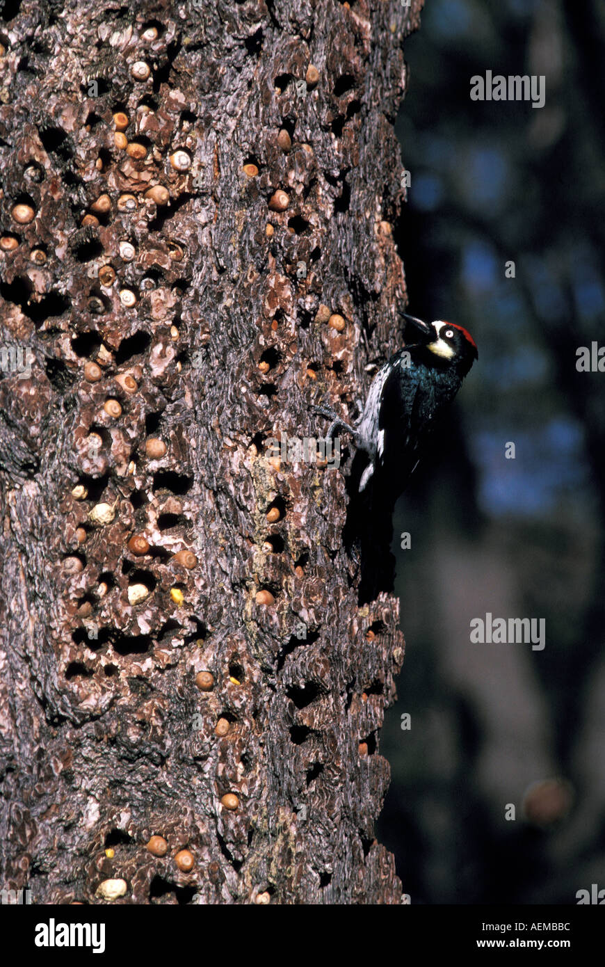 BIRD WOODPECKER Acorn Stock Photo - Alamy