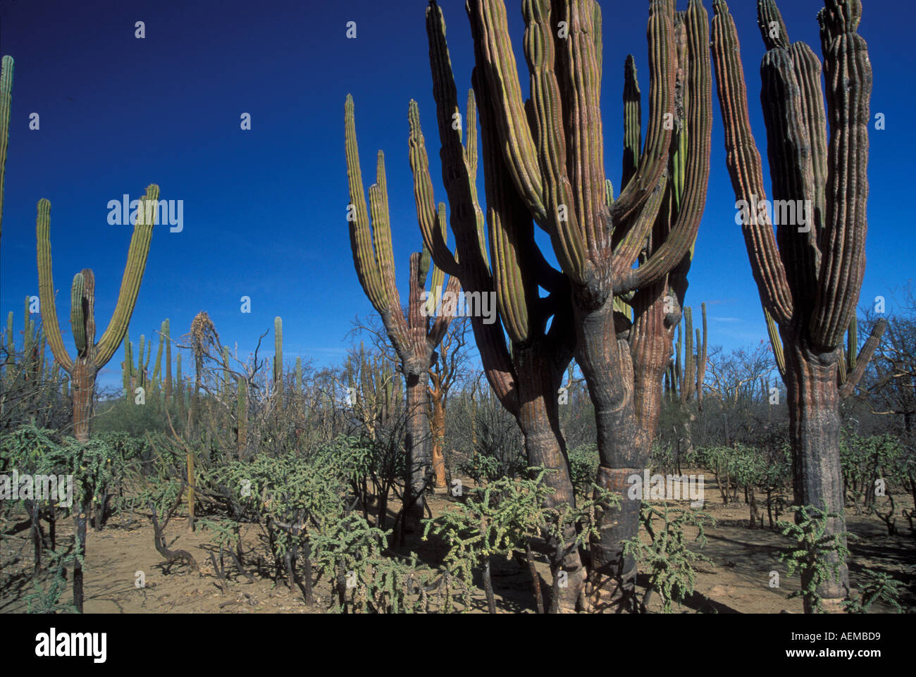 Endemic cactus baja california hi-res stock photography and images - Alamy