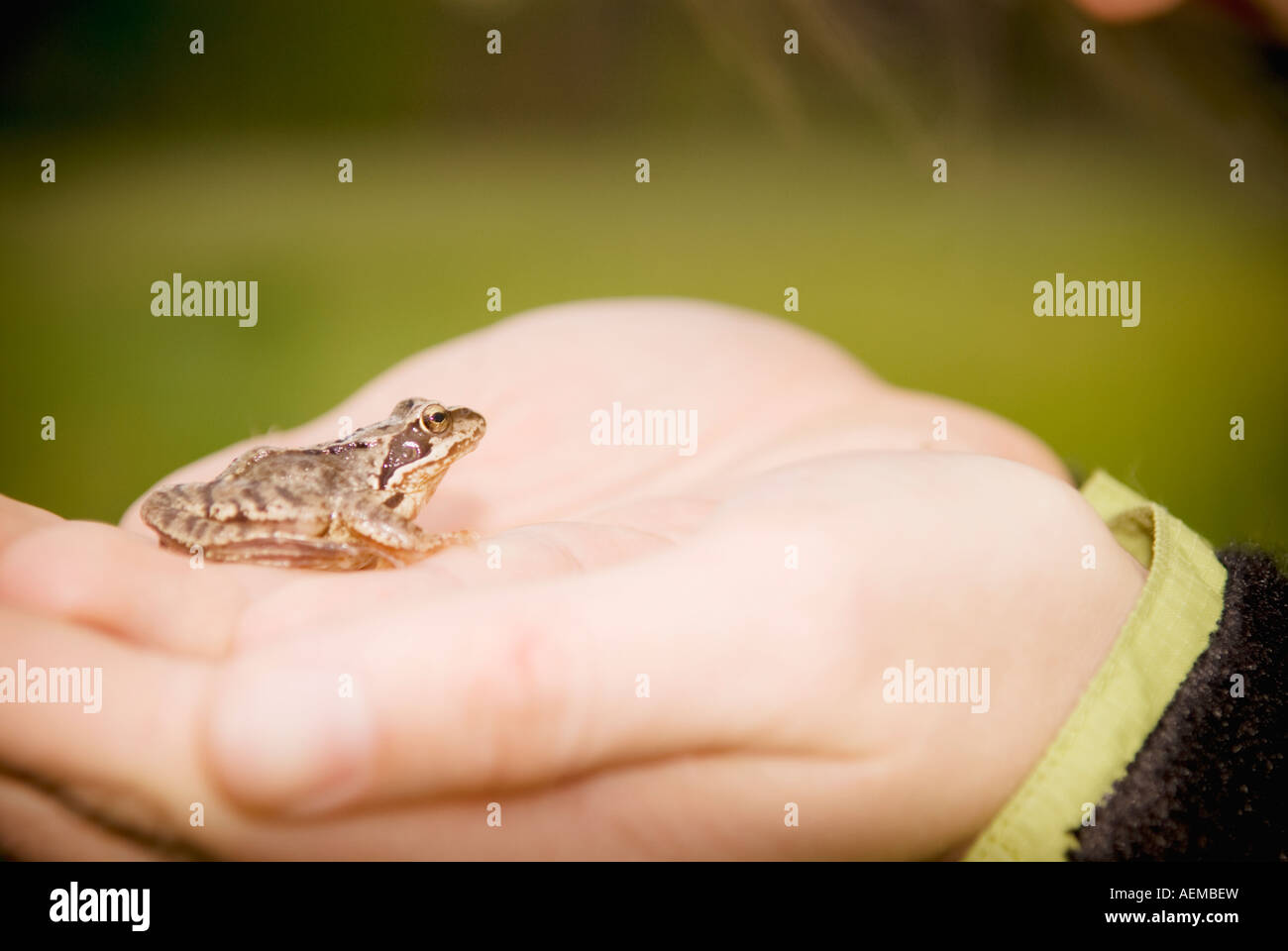 Hands holding frog Stock Photo - Alamy