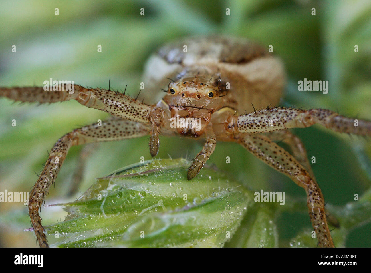 crab spider / Xysticus cristatus Stock Photo - Alamy