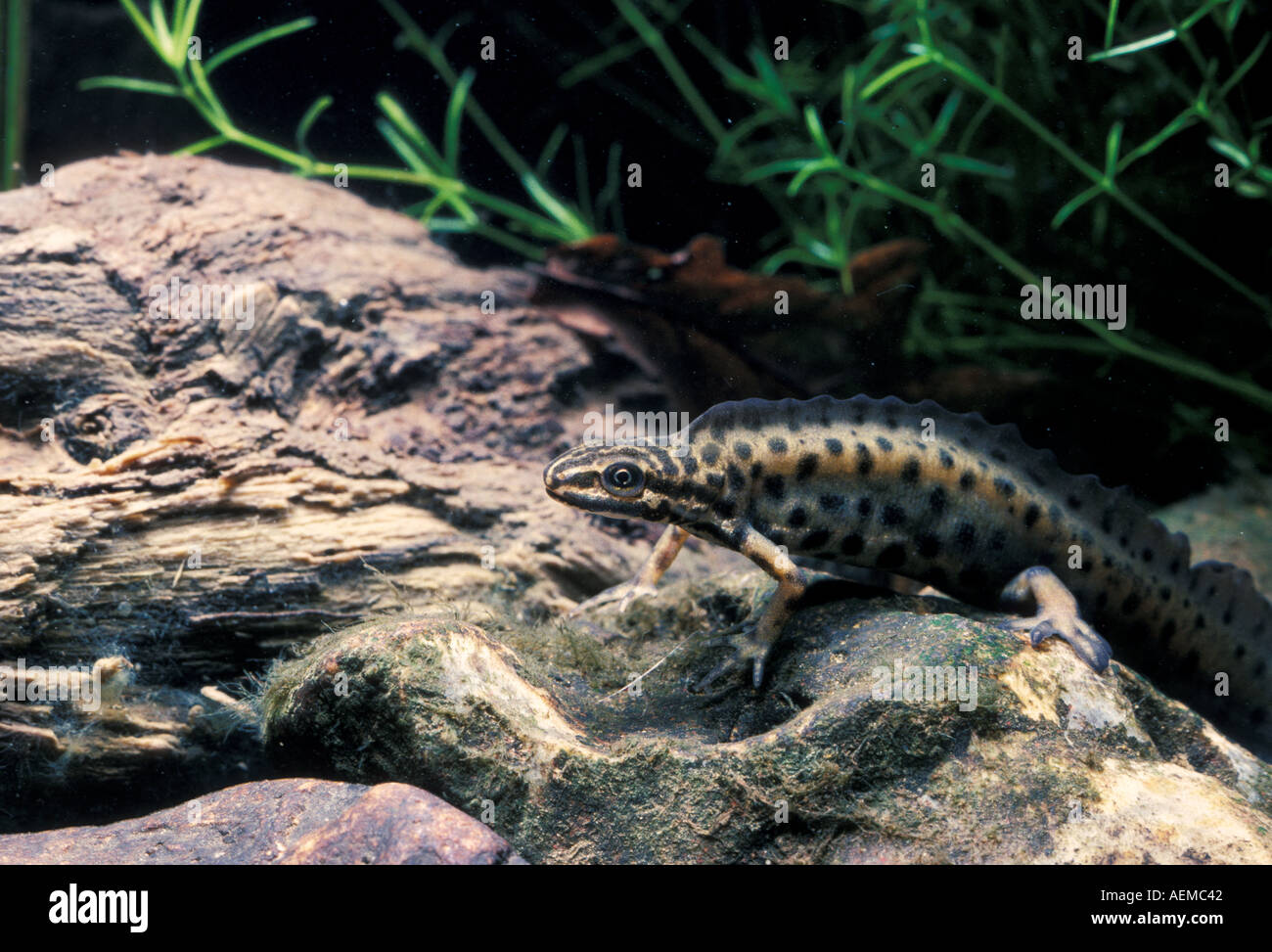 AMPHIBIAN NEWT Smooth Stock Photo - Alamy