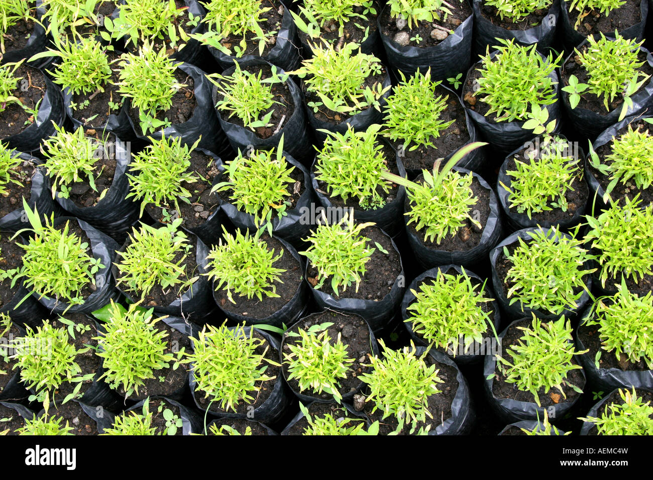 Seedlings in small plastic bags for cultivation Stock Photo - Alamy