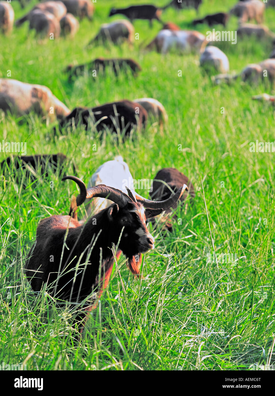 French ram hi-res stock photography and images - Alamy