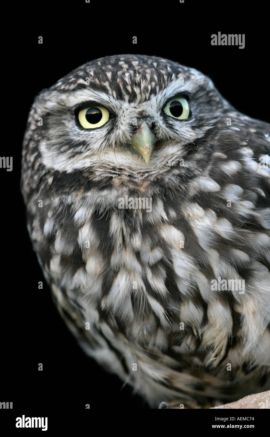 Smallest british owl hi-res stock photography and images - Alamy