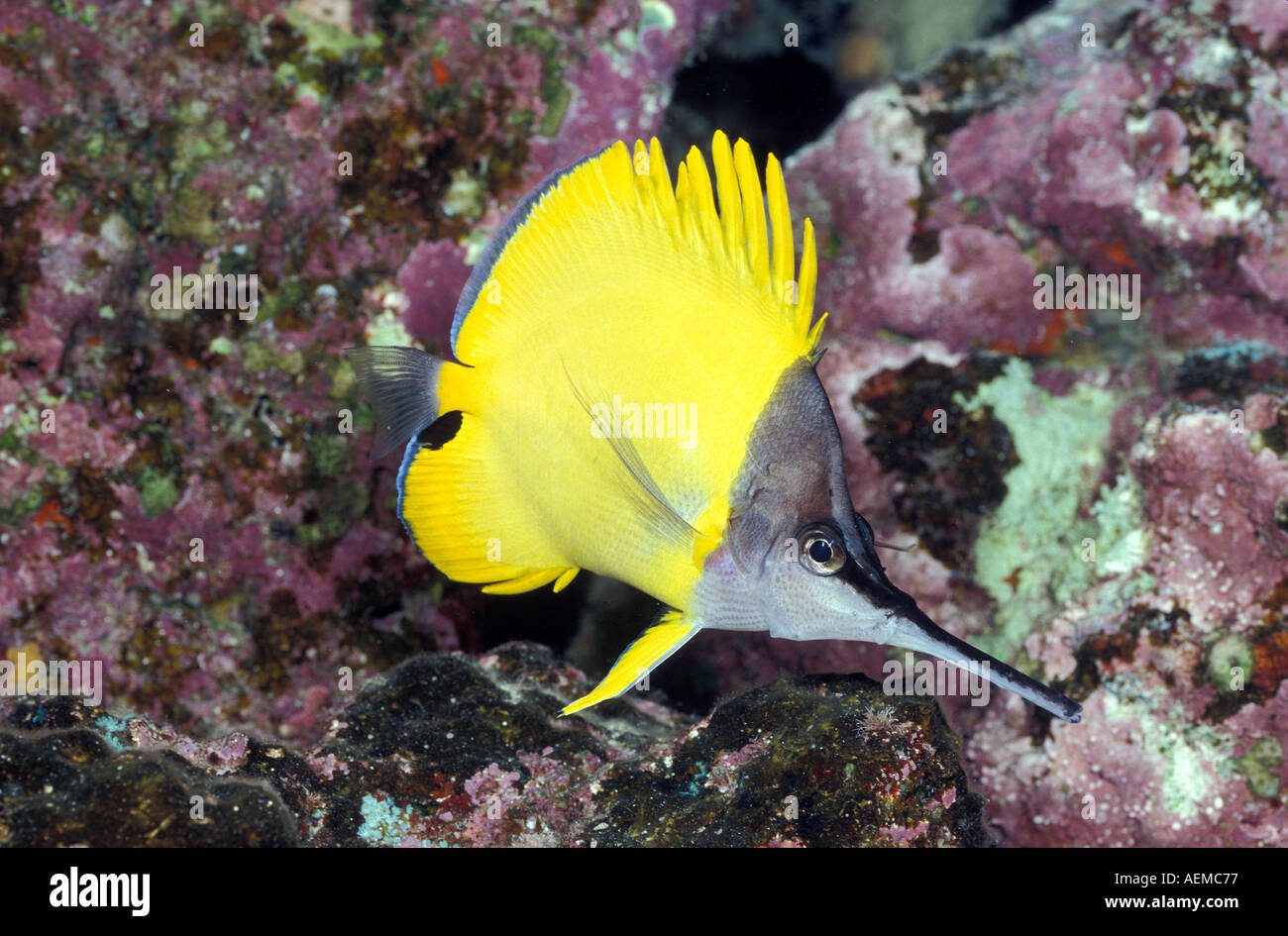 MARINE BUTTERFLYFISH Long nose Stock Photo - Alamy