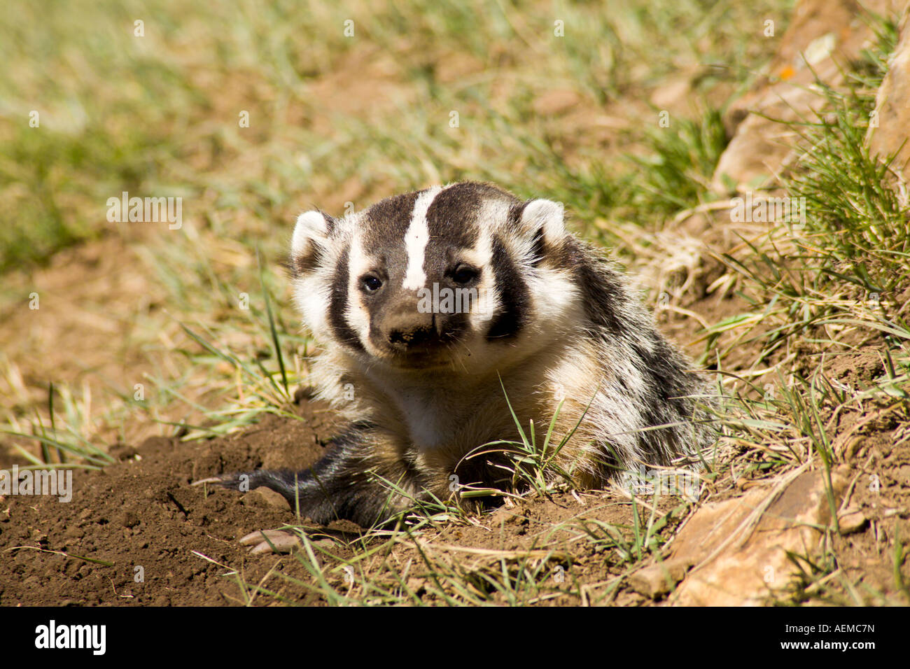 American Badger peaking out of his hole Stock Photo - Alamy