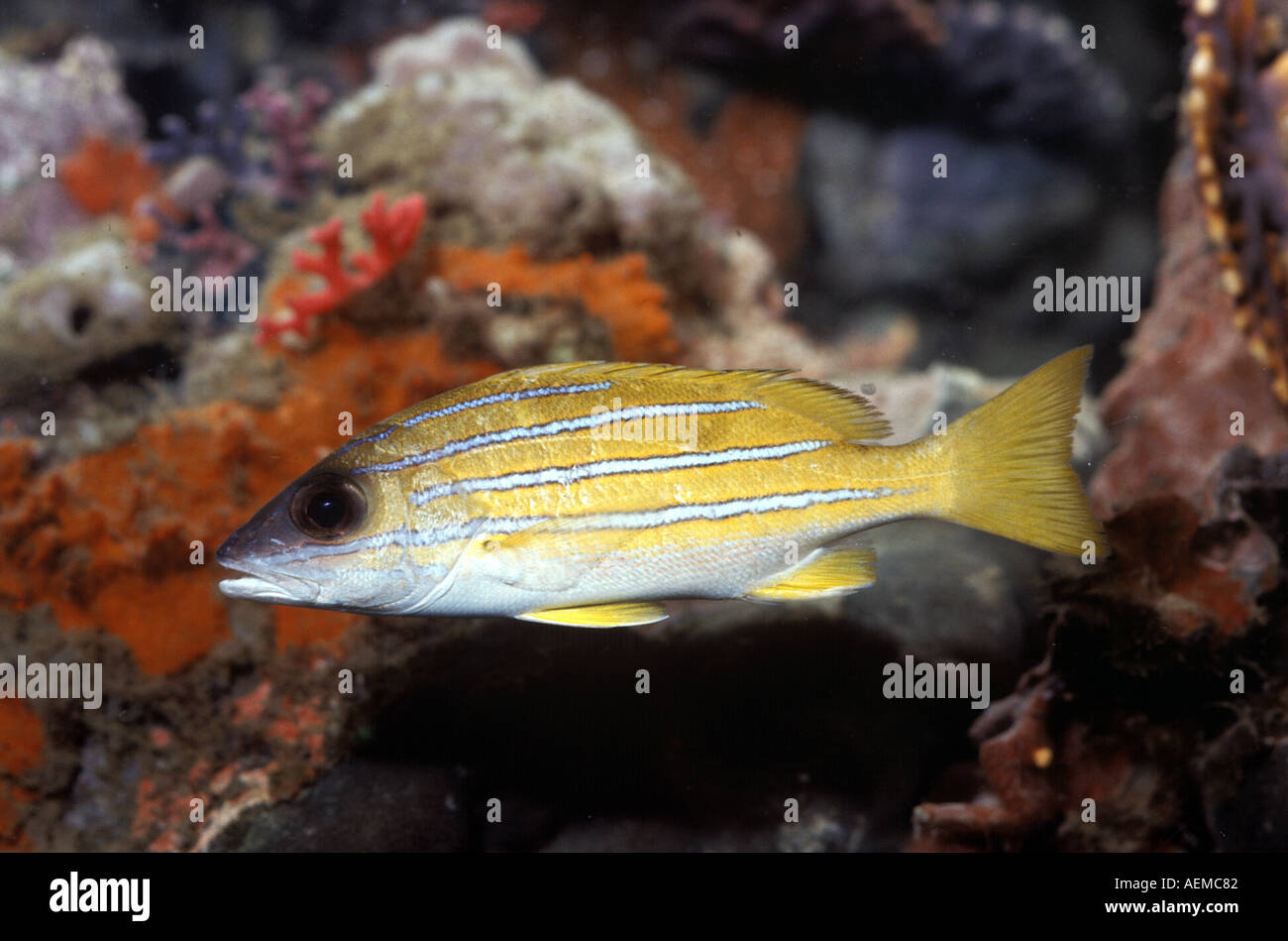 MARINE SNAPPER Blue lined Stock Photo - Alamy