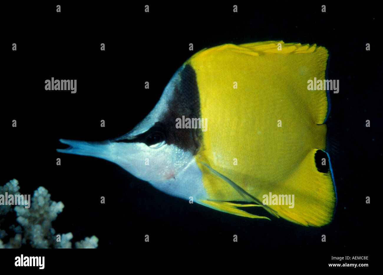 MARINE BUTTERFLYFISH Long nose Stock Photo - Alamy