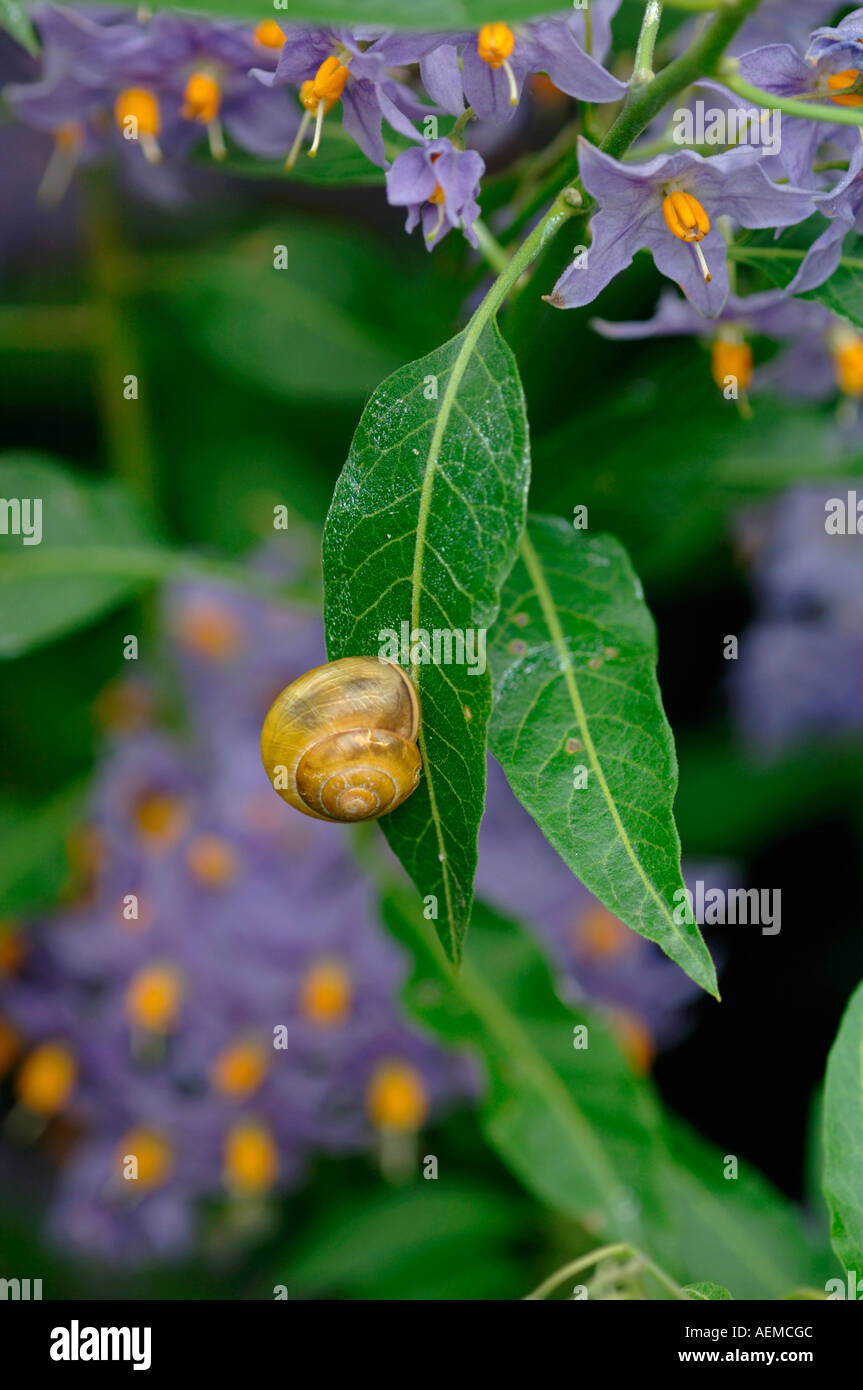 Snail plants hi-res stock photography and images - Alamy