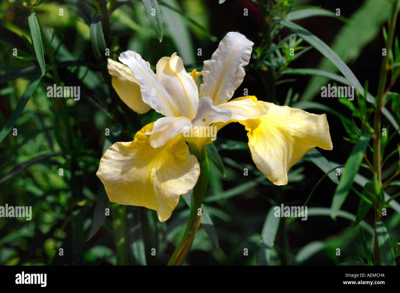 Botany iris species hi-res stock photography and images - Alamy