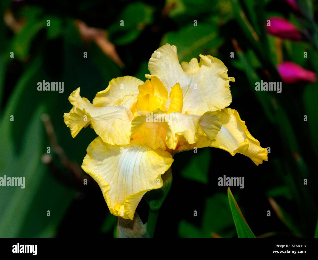 Botany iris species hi-res stock photography and images - Alamy