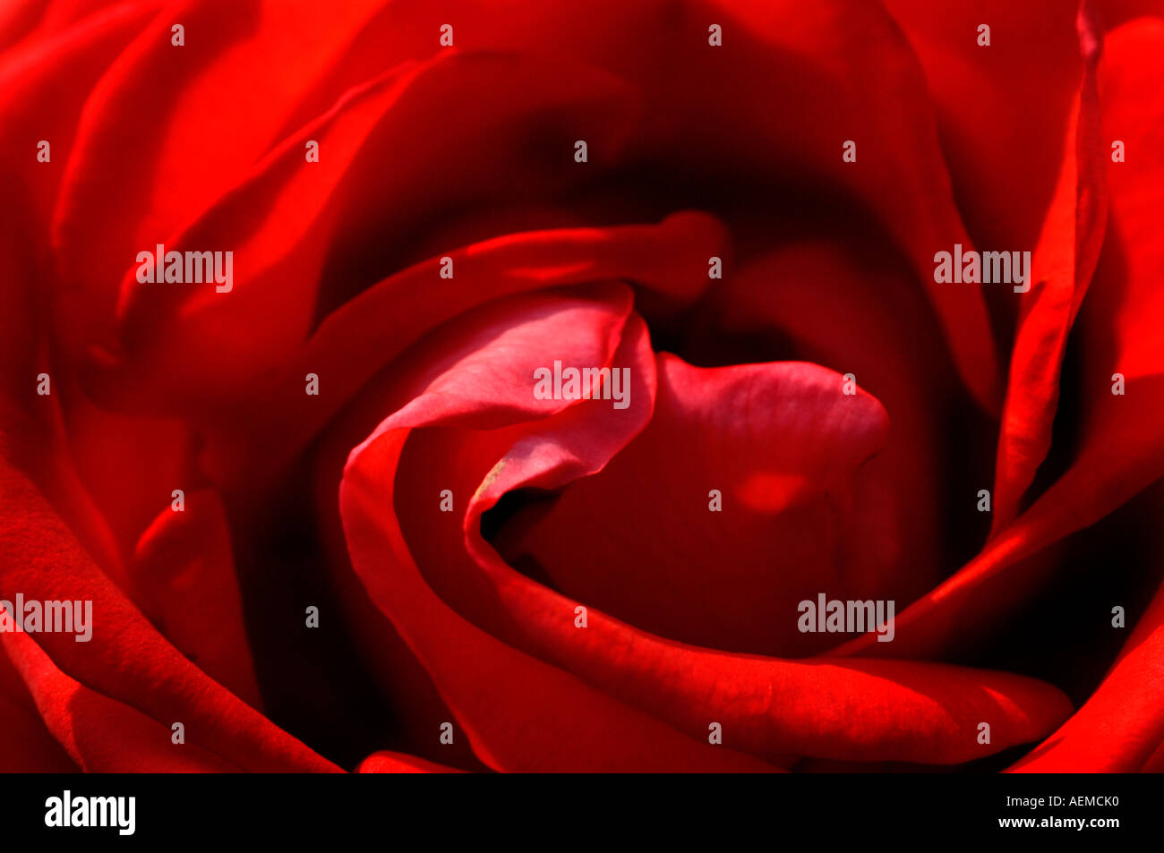 Structure Of A Red Rose Stock Photo - Alamy