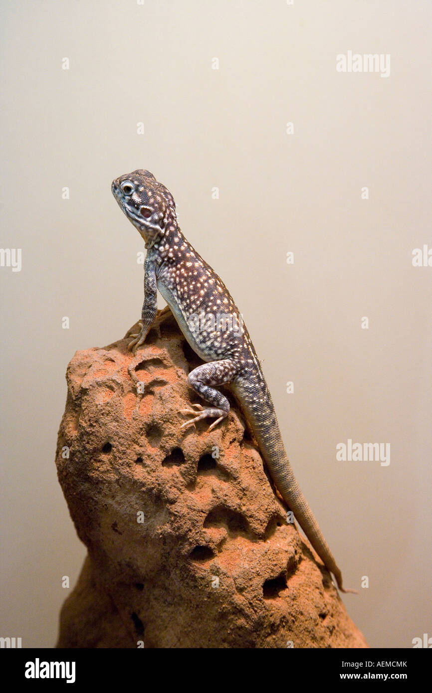 Central Netted Dragon Outback Northern Territory Australia Stock Photo ...
