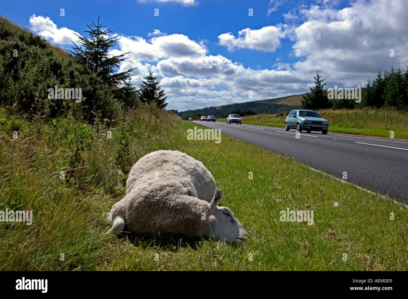 Road accident dead sheep hi-res stock photography and images - Alamy