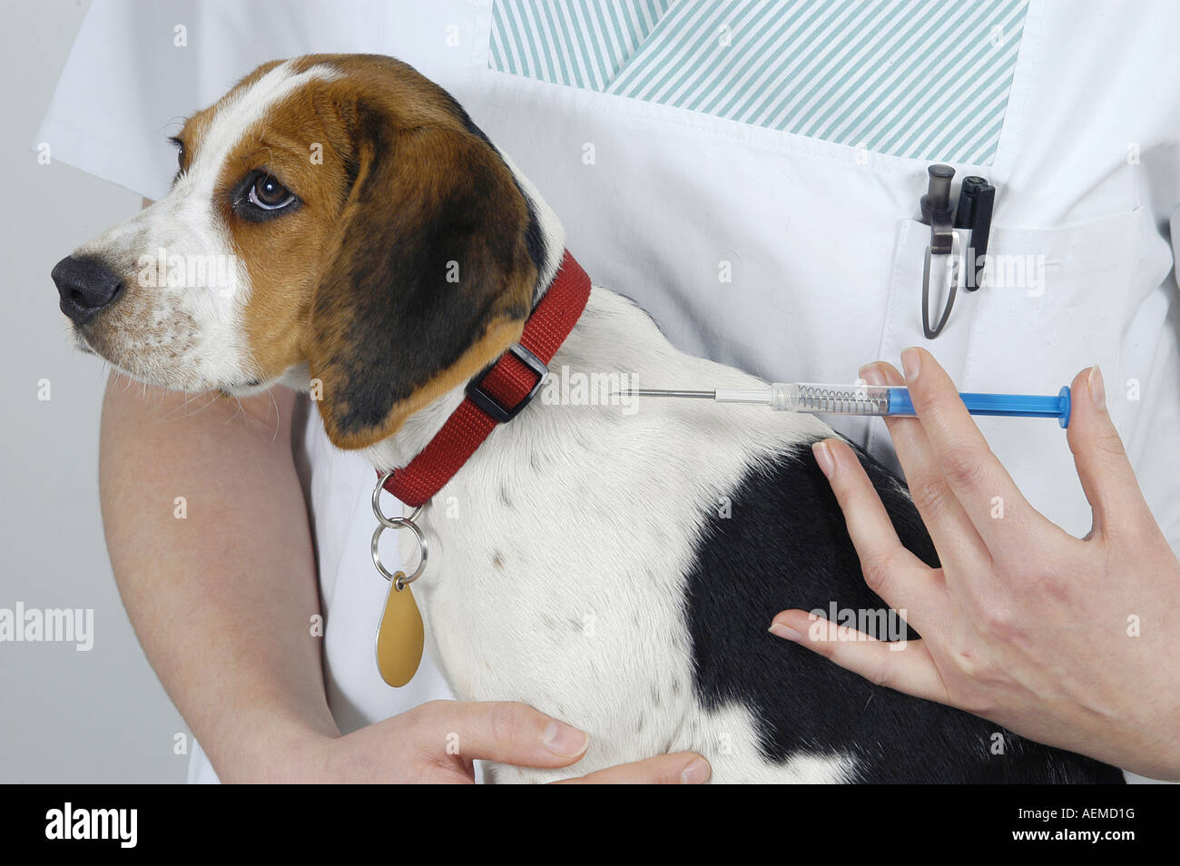 Beagle is getting an injection Stock Photo - Alamy