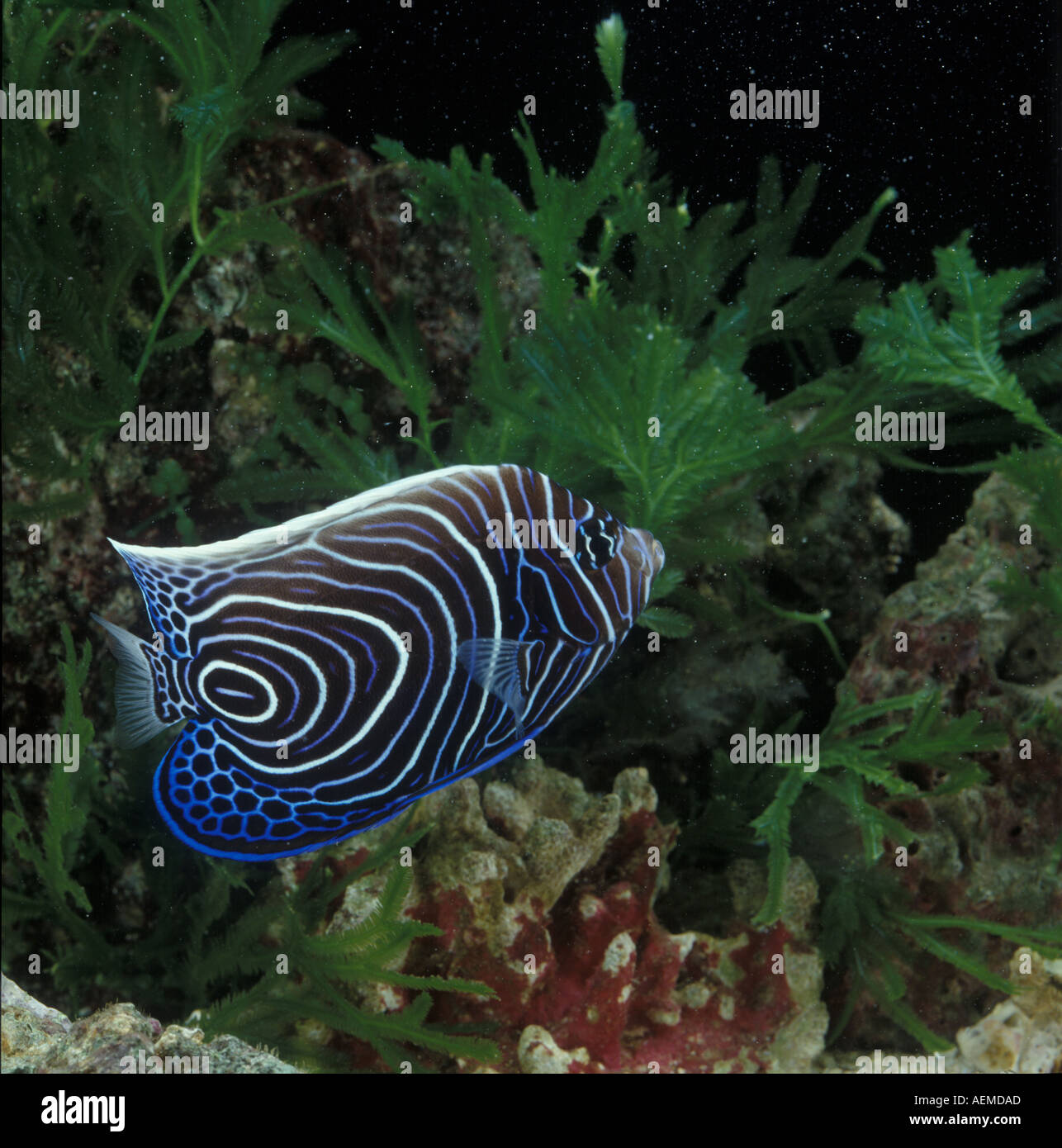 Juvenile emperor angelfish hi-res stock photography and images - Alamy