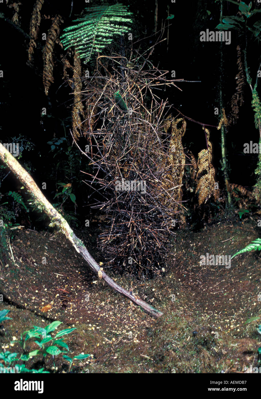 BIRD BOWERBIRD Macgregor s Stock Photo - Alamy