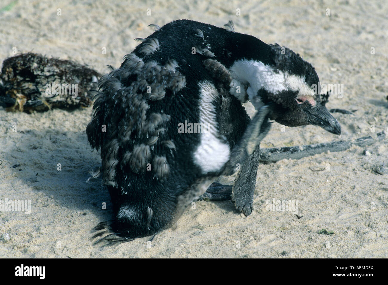 African Penguin (Spheniscus demersus) Molting bird, Cape Peninsula ...
