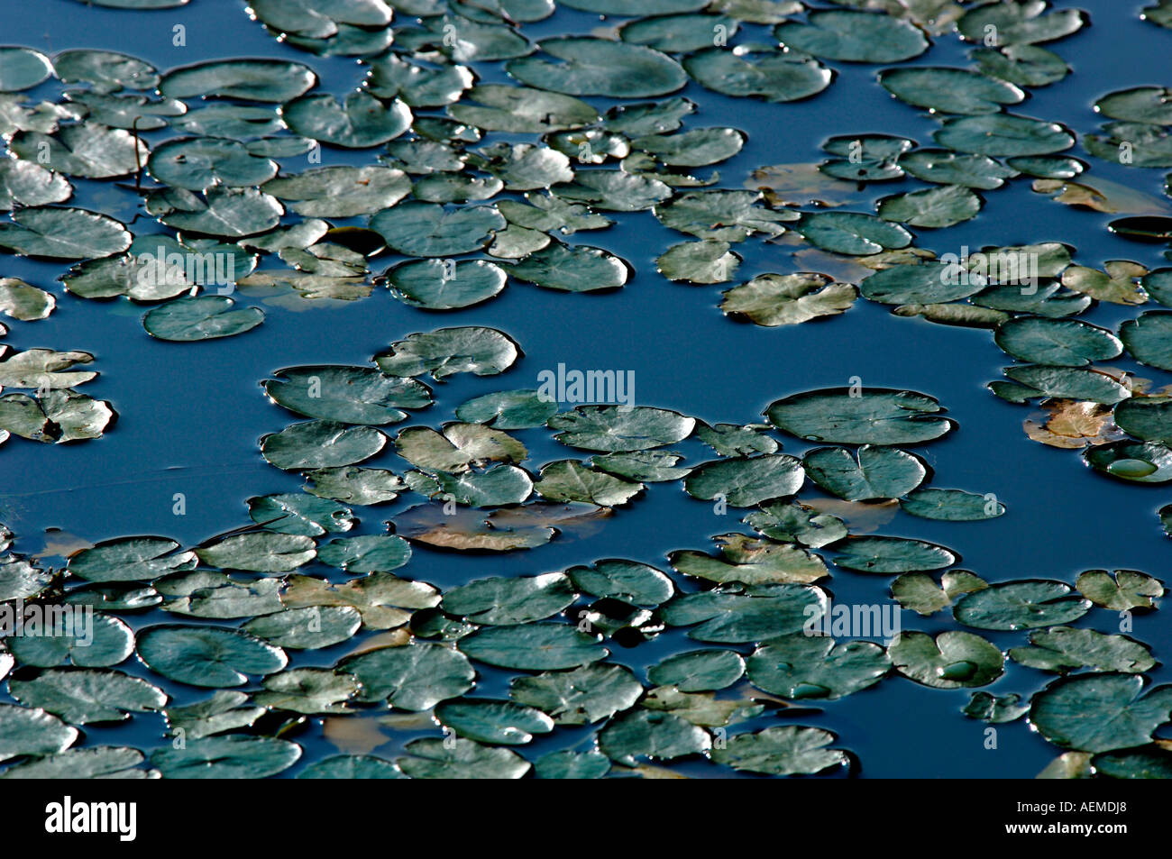 Water Lily Pads Stock Photo - Alamy