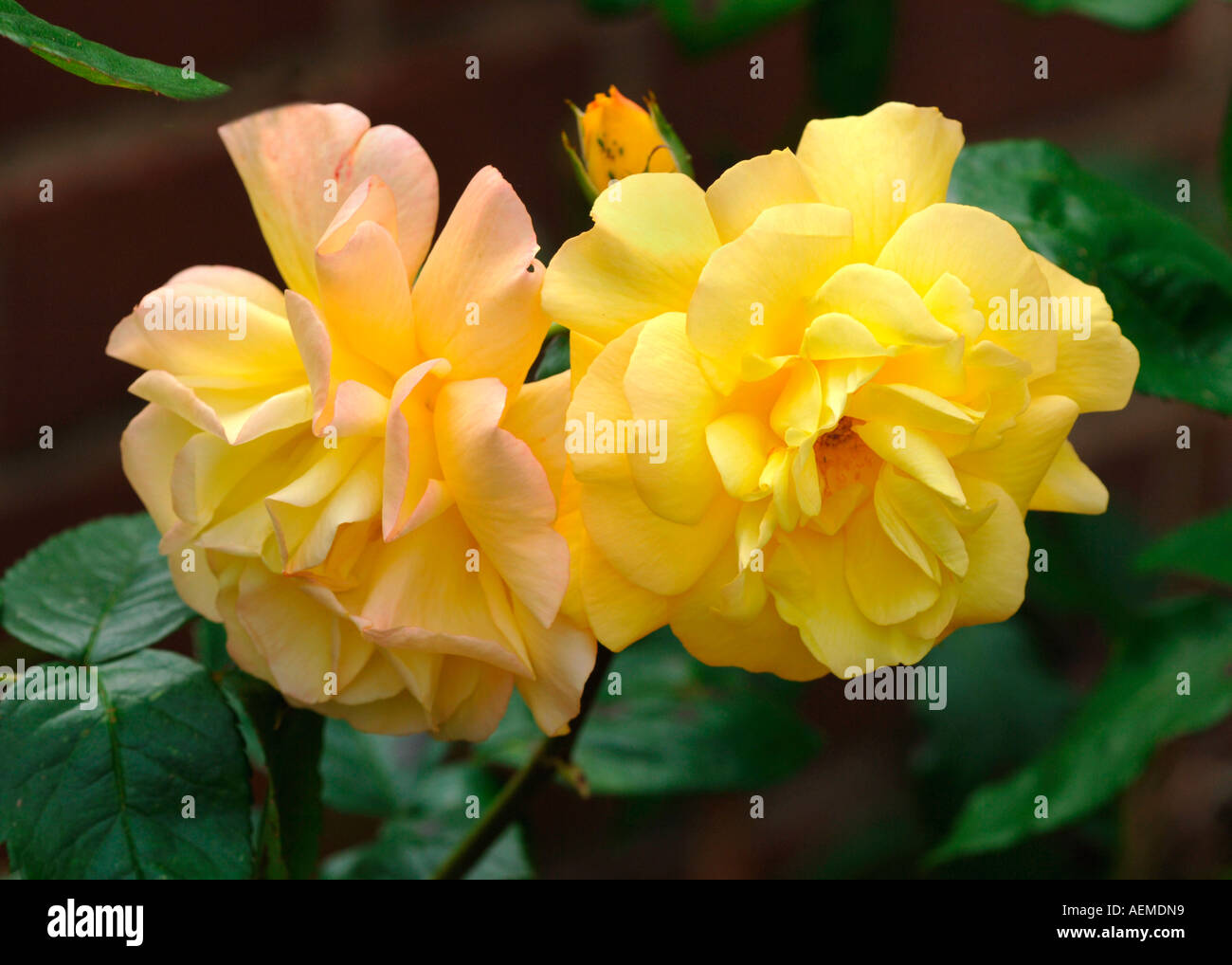 Botany roses hi-res stock photography and images - Alamy