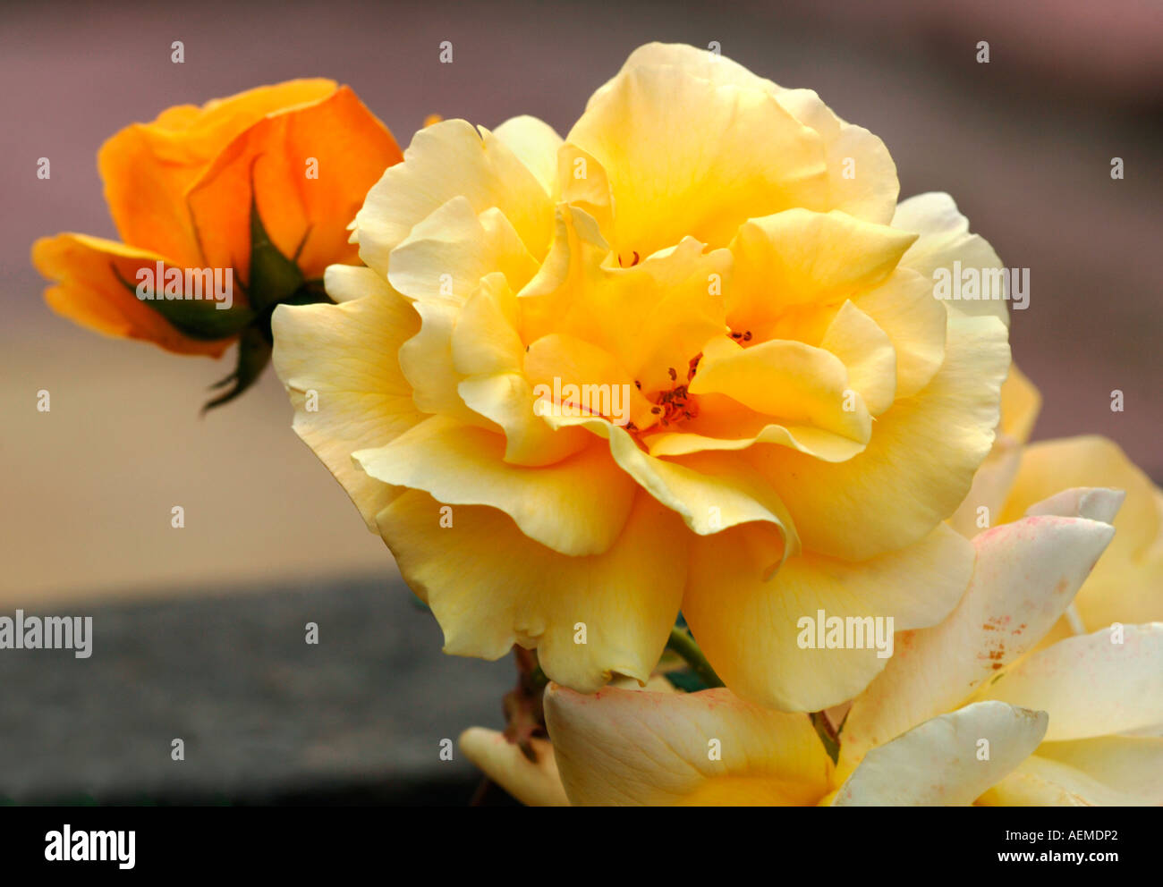 Botany roses hi-res stock photography and images - Alamy