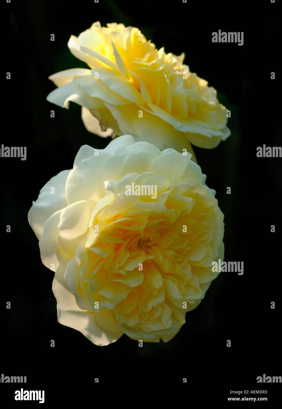 Botany roses hi-res stock photography and images - Alamy