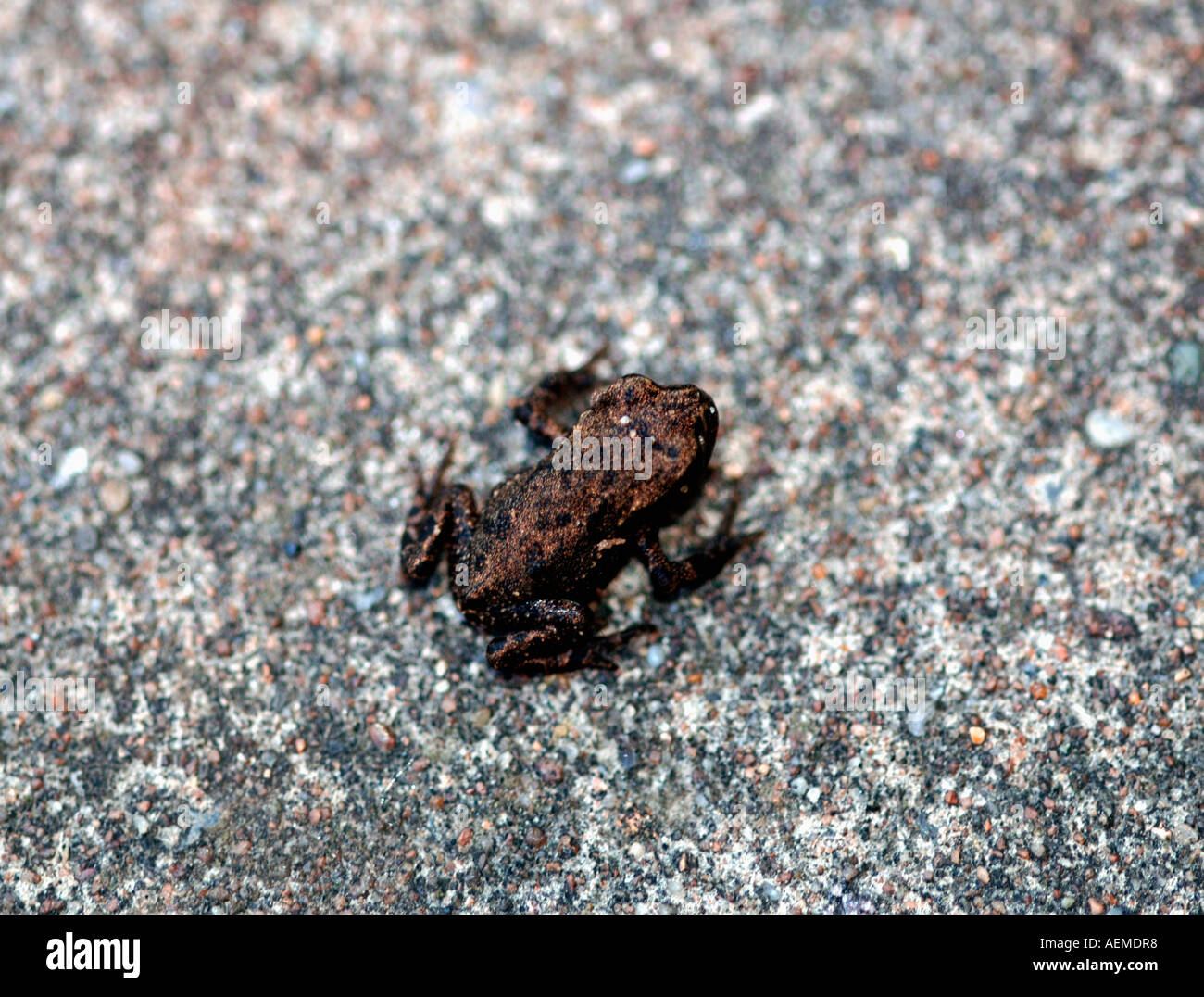 Young Common Toad (Bufo bufo Stock Photo - Alamy