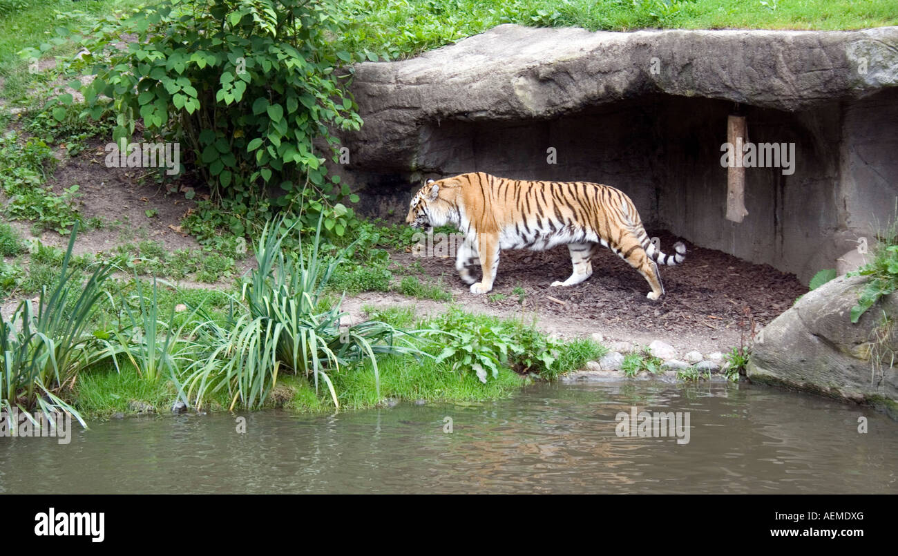 Siberian Tiger in a zoo Stock Photo - Alamy