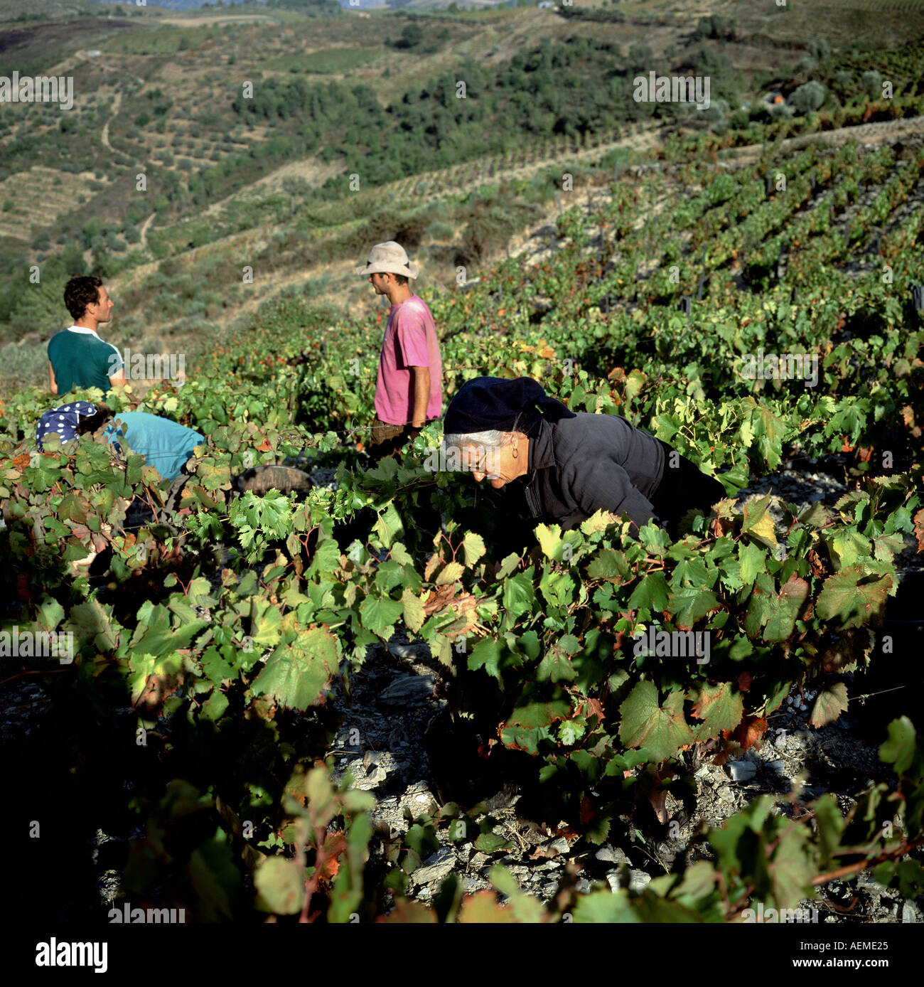 Upper douro unesco region vineyard hi-res stock photography and images ...