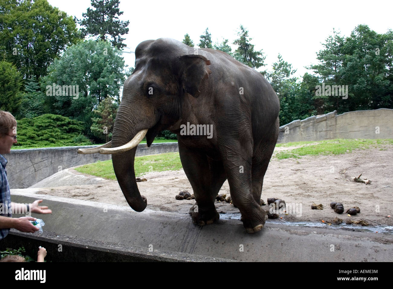 Elephant in a zoo Stock Photo - Alamy