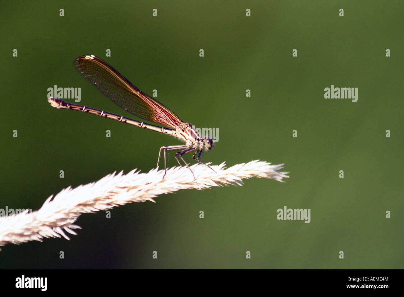 Dragonfly harmony hi-res stock photography and images - Alamy