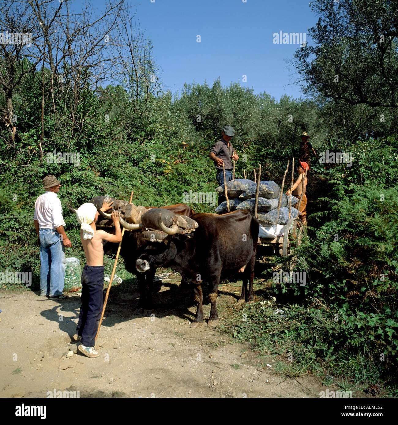 Ox drawn vehicle hi-res stock photography and images - Alamy
