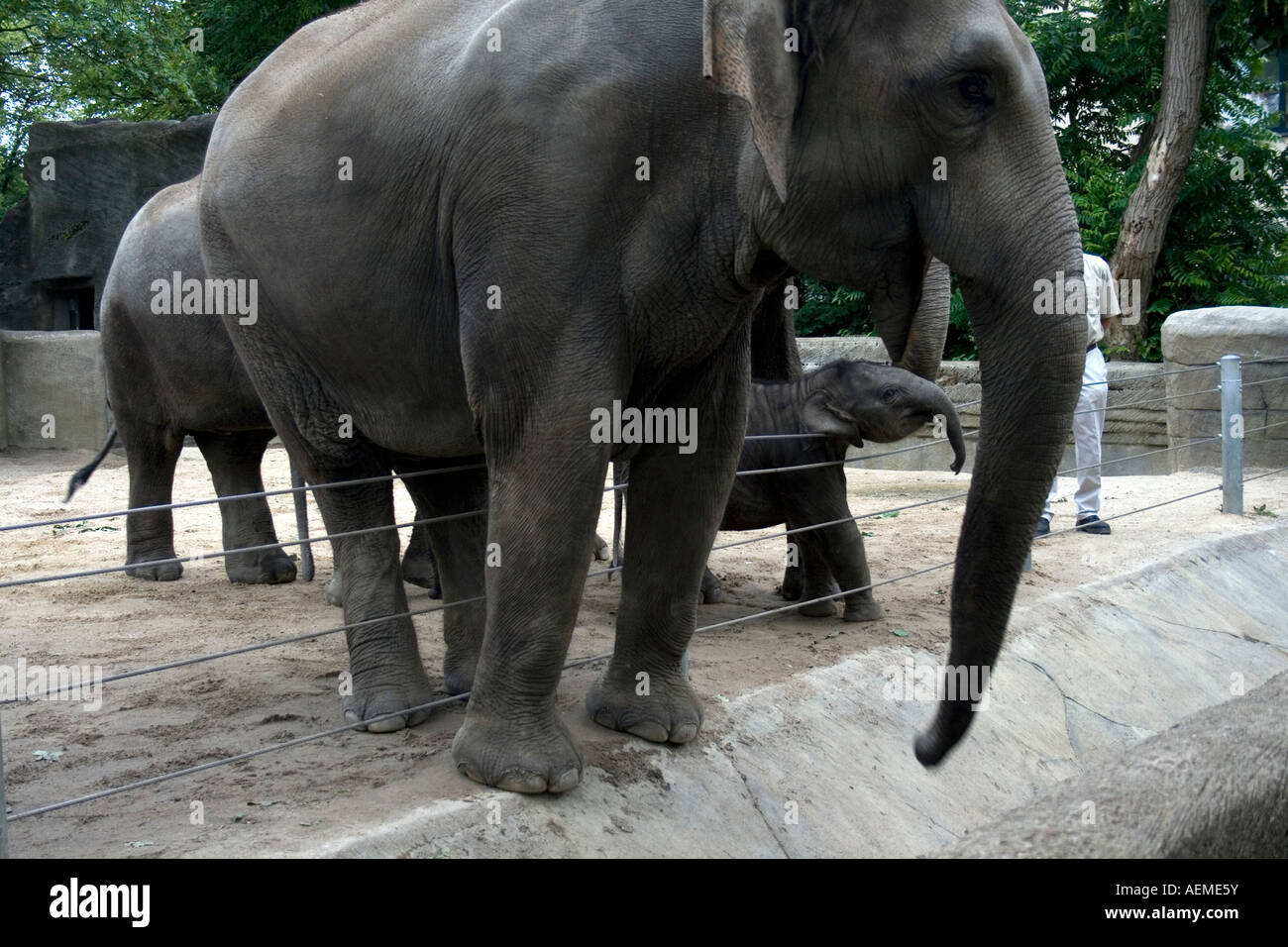 Elephants in a zoo Stock Photo - Alamy