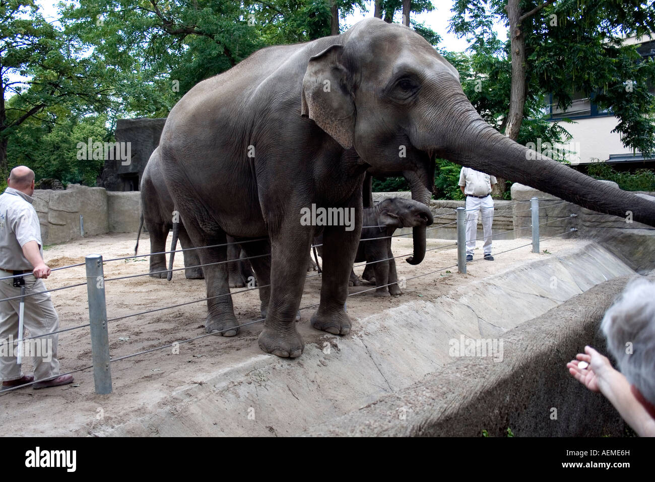 Elephants in a zoo Stock Photo - Alamy