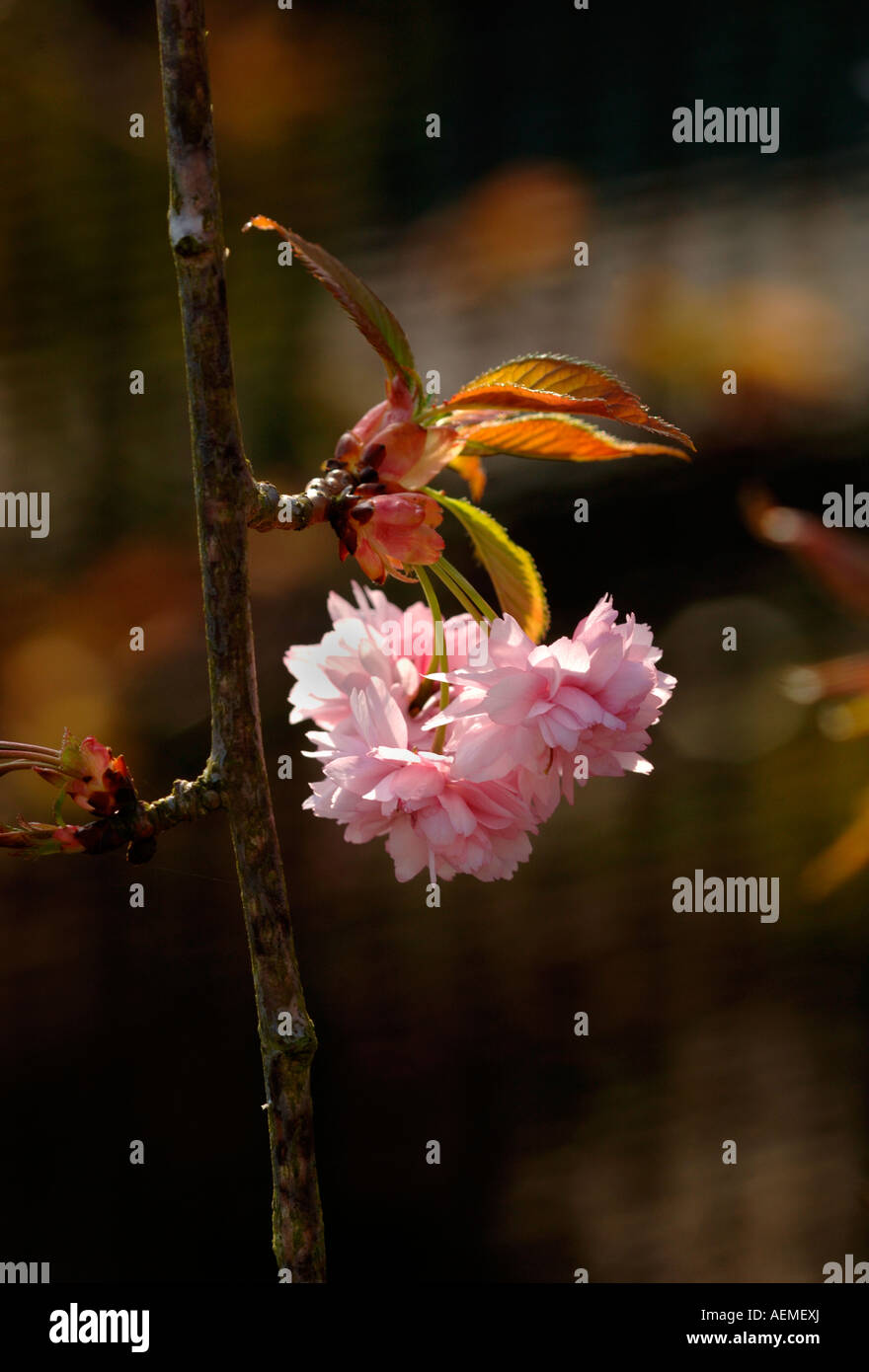 Weeping Cherry Tree Flower Stock Photo - Alamy