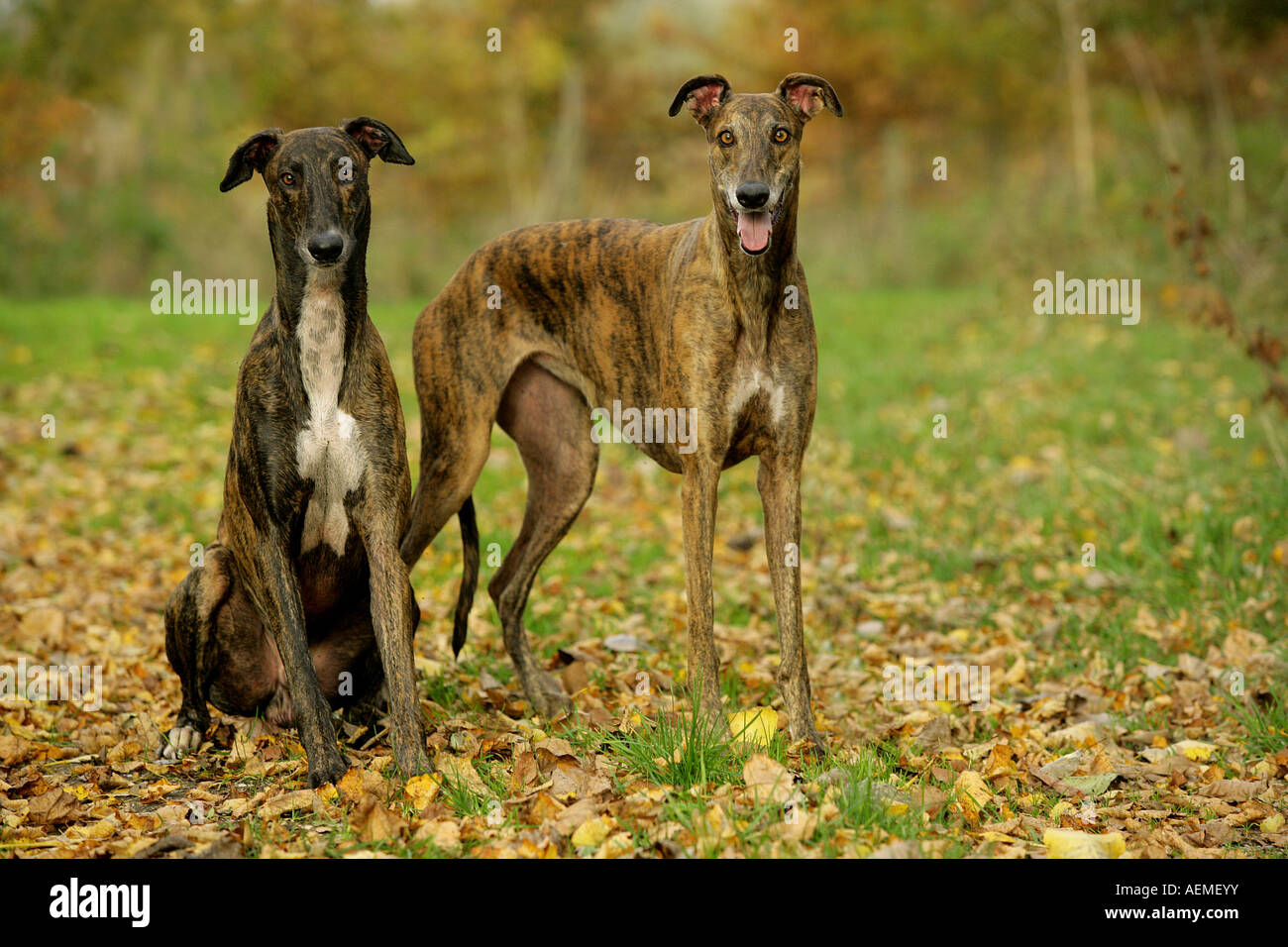 English greyhound hi-res stock photography and images - Alamy