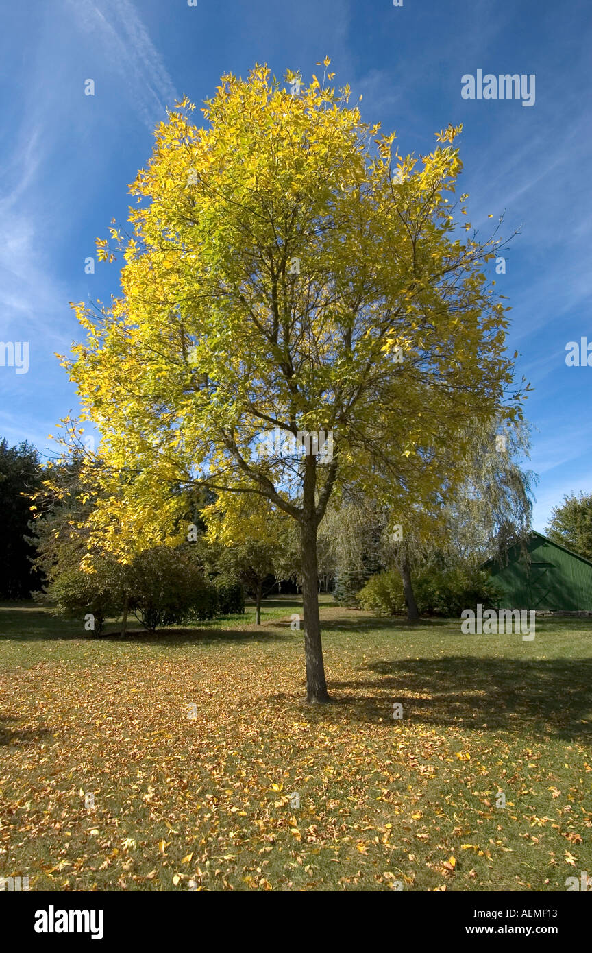 Maple tree during fall colors in autumn in Michigan Stock Photo - Alamy