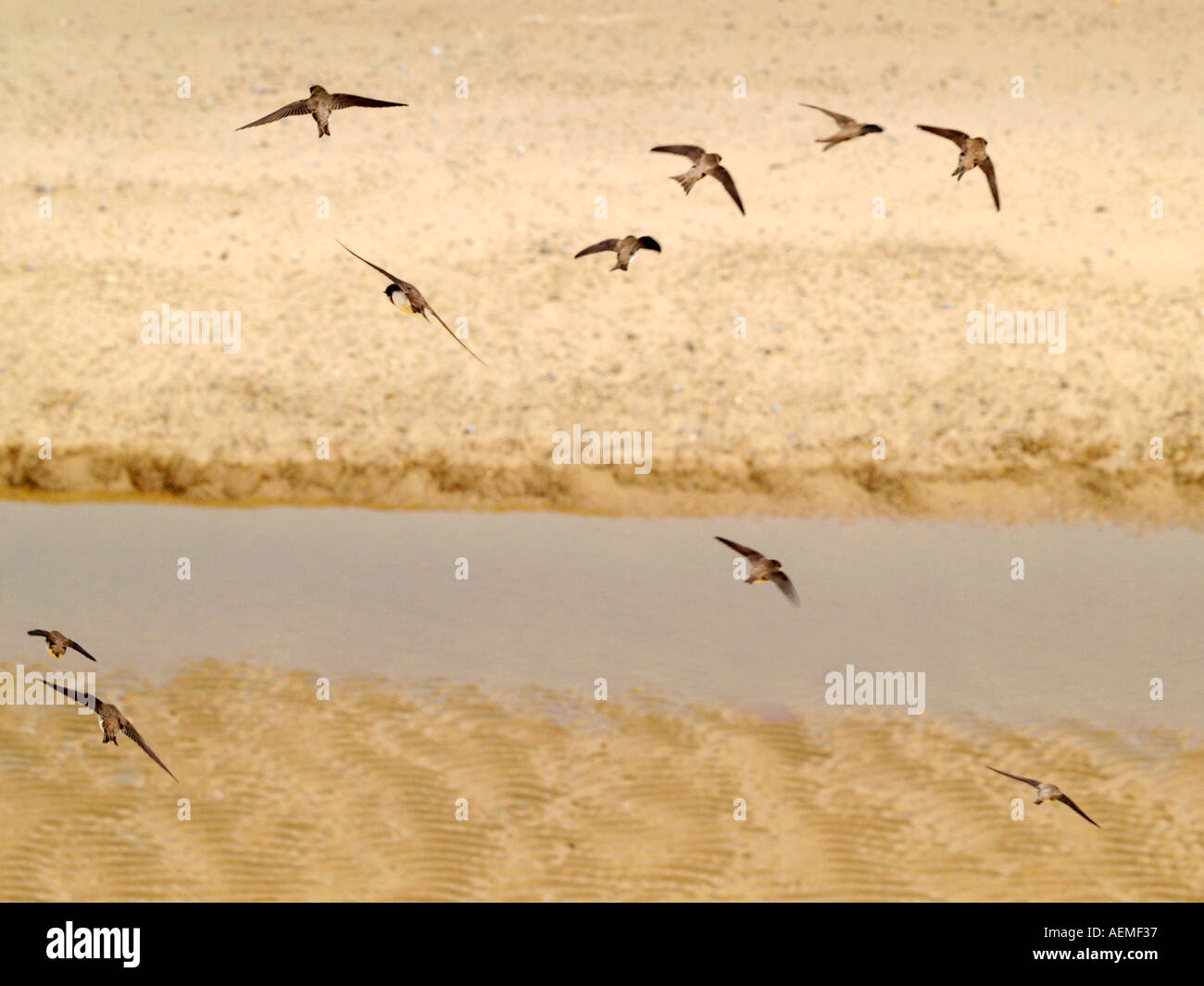 SAND MARTINS FLYING ABOVE BEACH HAPPISBURGH NORFOLK EAST ANGLIA ENGLAND ...