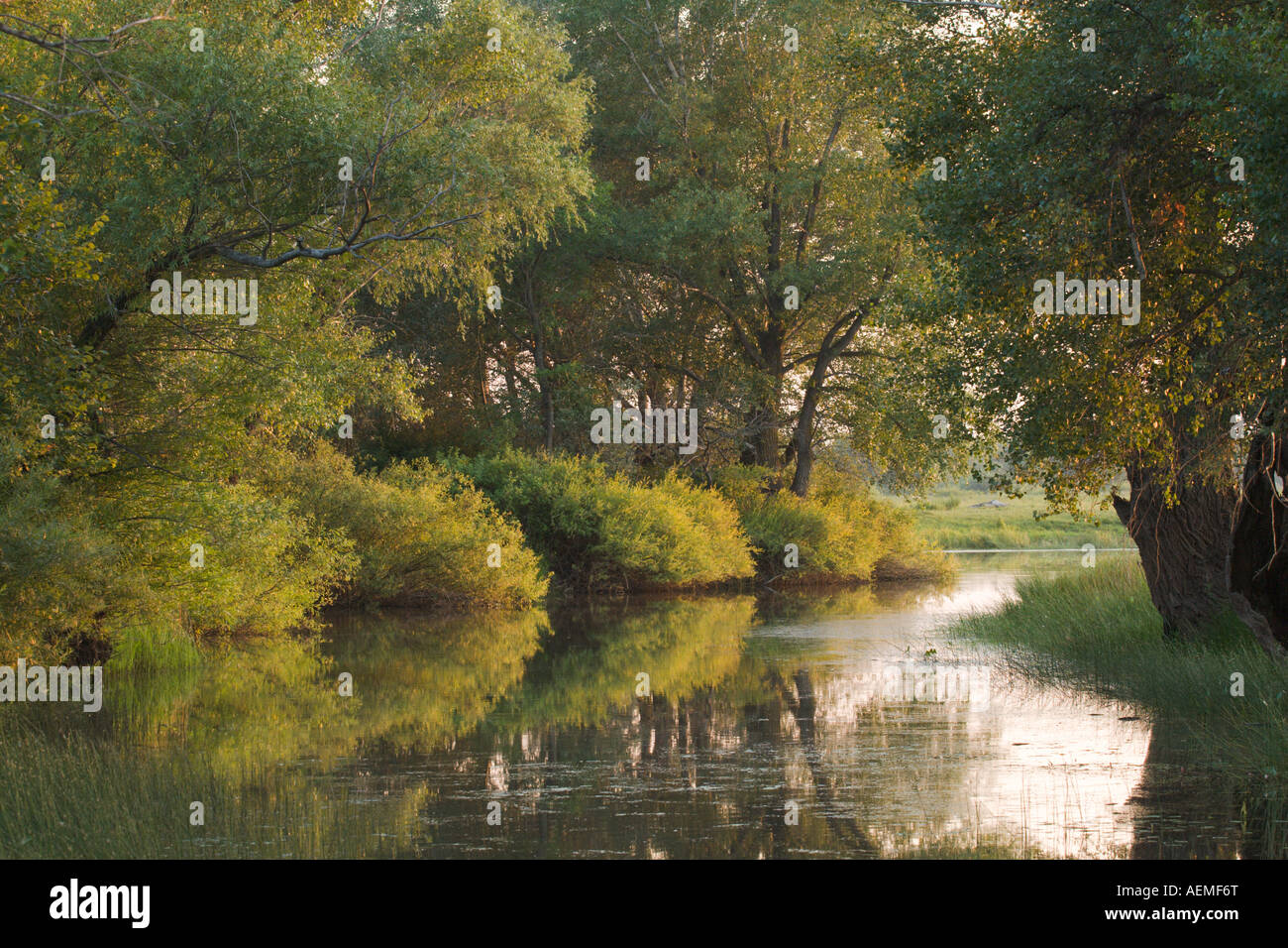 Small pool in a middle of summer Stock Photo - Alamy