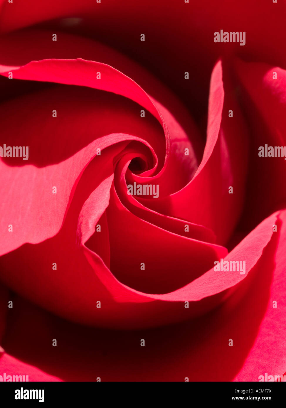 Red edged rose hi-res stock photography and images - Alamy