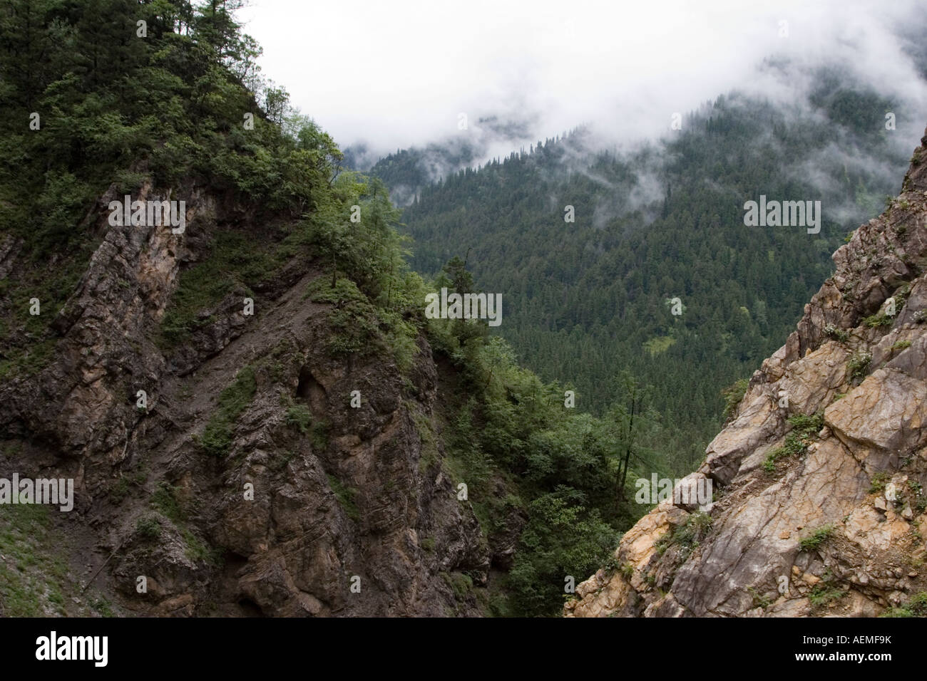 The misty, primeval forests of the Minshan (or Min Mountains) in ...