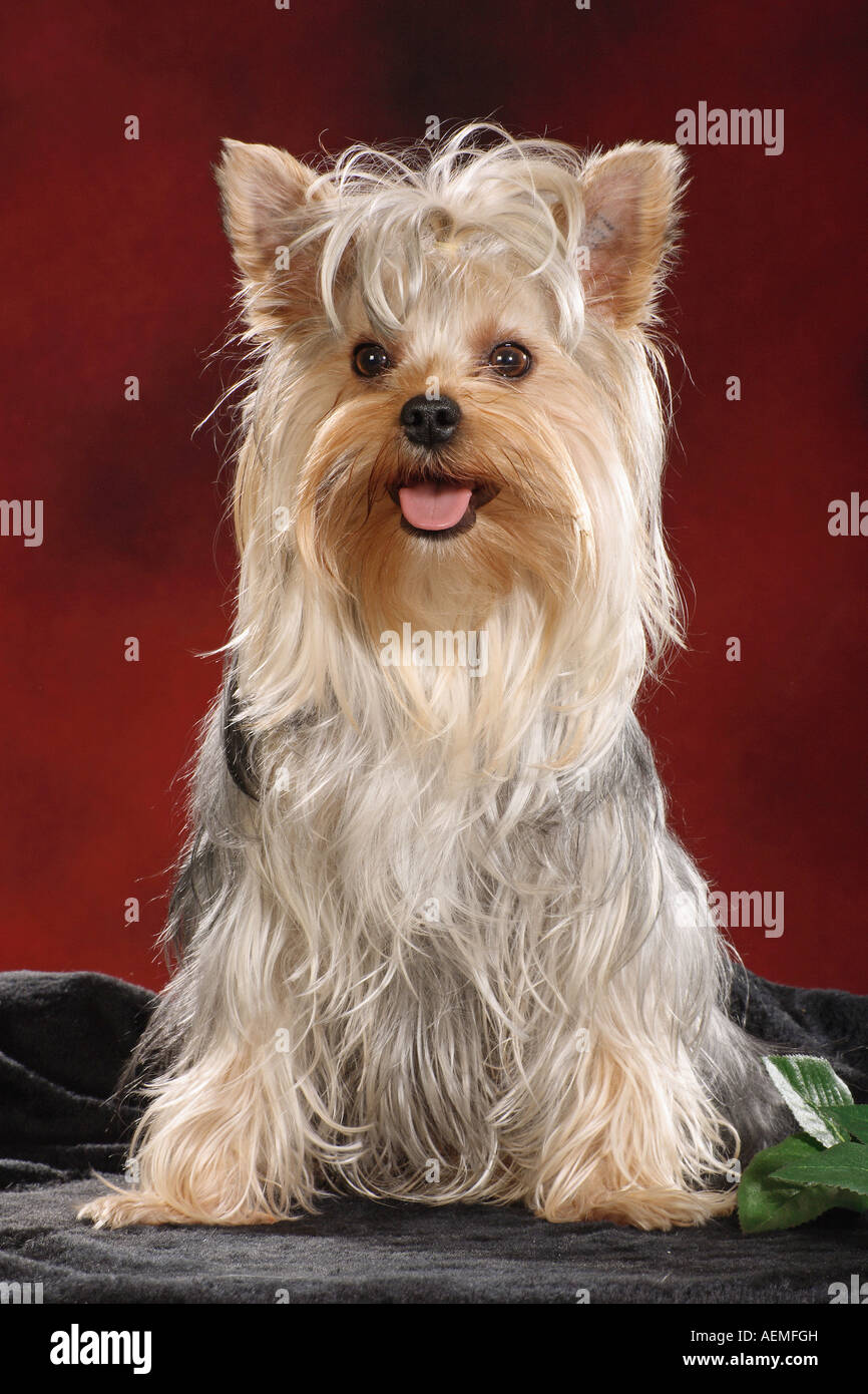Yorkshire Terrier - sitting Stock Photo - Alamy