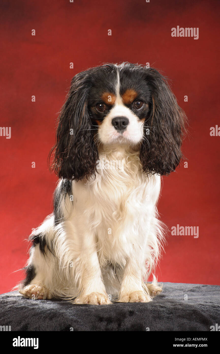 Cavalier King Charles Spaniel - sitting Stock Photo - Alamy