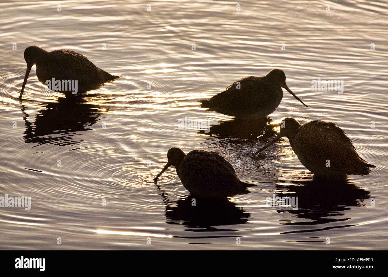 Four beaks hi-res stock photography and images - Alamy