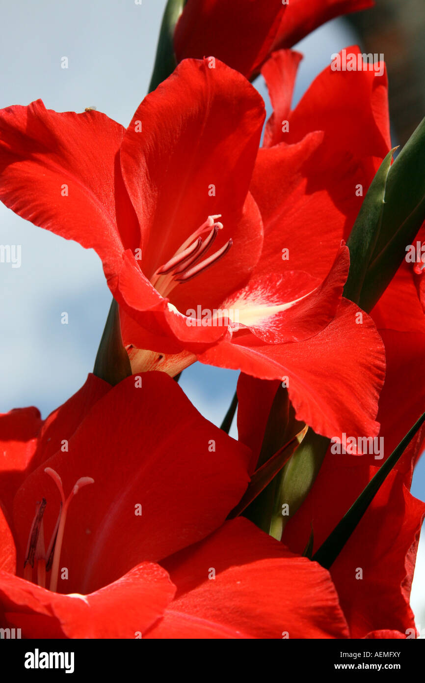 Bright red flowers of Gladioli, England UK Stock Photo - Alamy