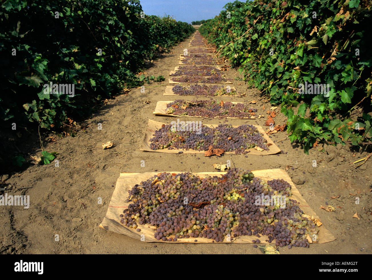 Grape harvest drying into raisins Stock Photo - Alamy