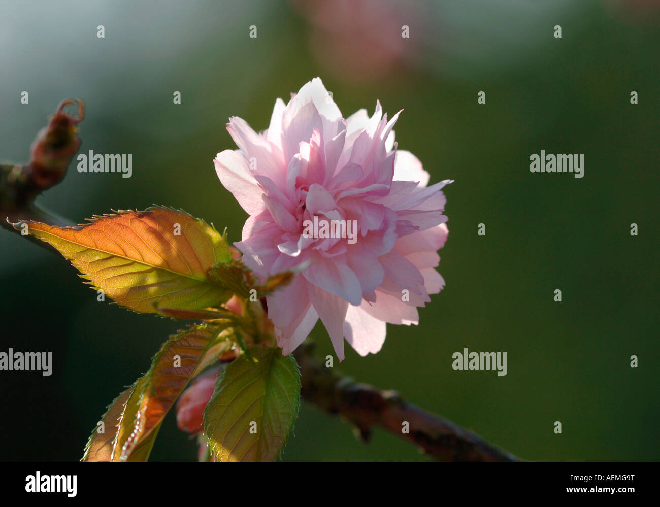 Weeping Cherry Tree Flower Stock Photo - Alamy