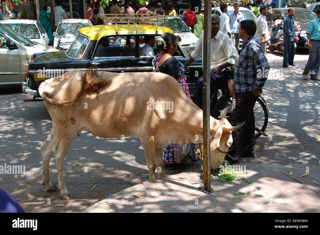 Cow eating in the street in Mumbai, India Stock Photo - Alamy