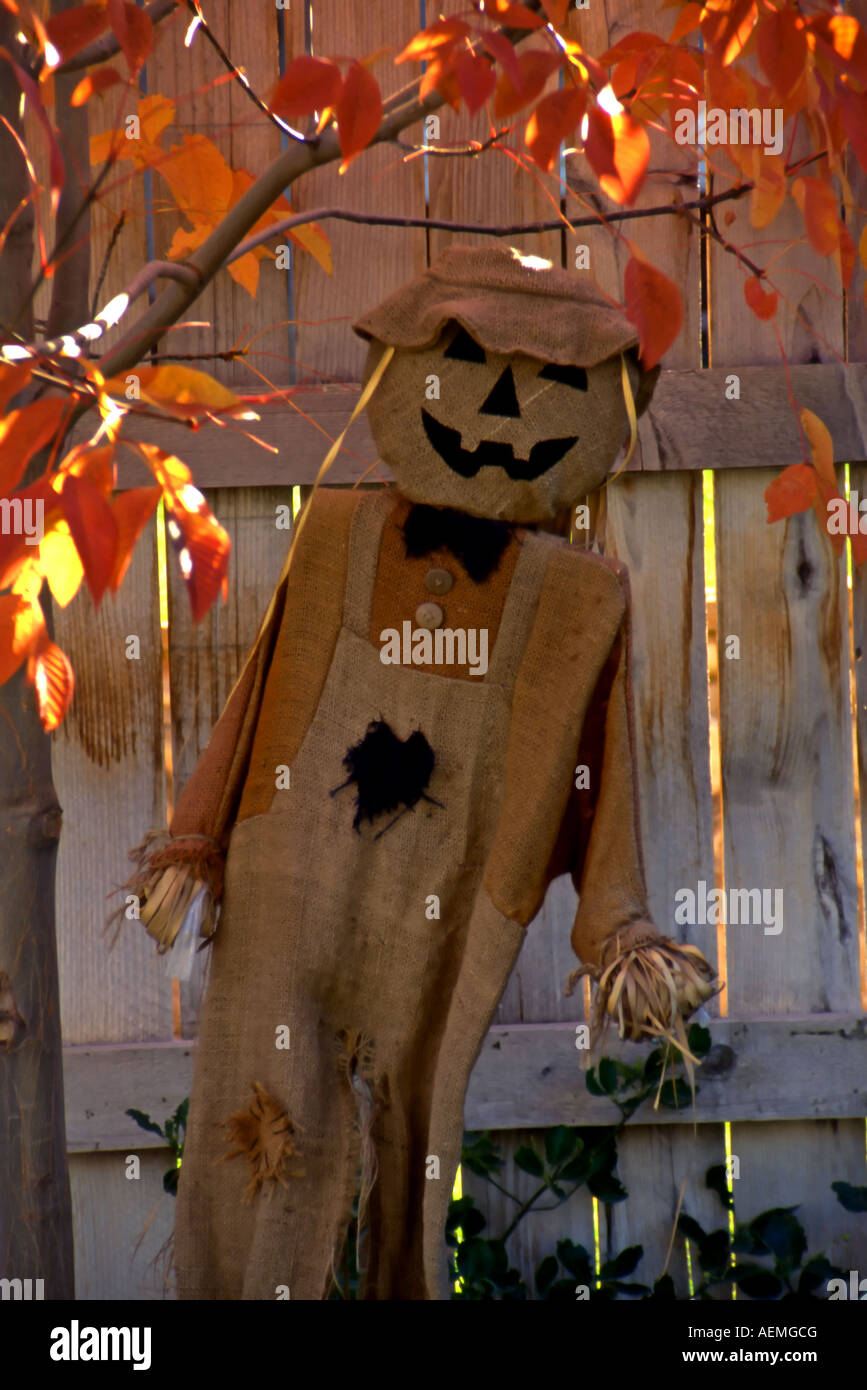 A rustic looking scarecrow stands under a purple Autumn Ash tree ...