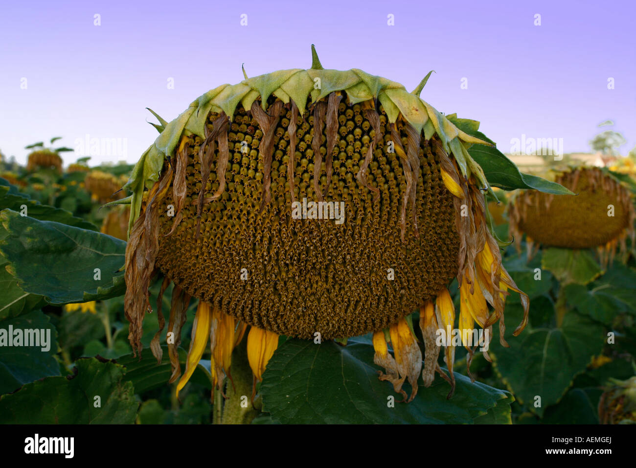 Picking sunflower seeds hi-res stock photography and images - Alamy